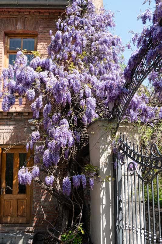 Tbilisi in Spring - 18 Fun Spring Activities & Events