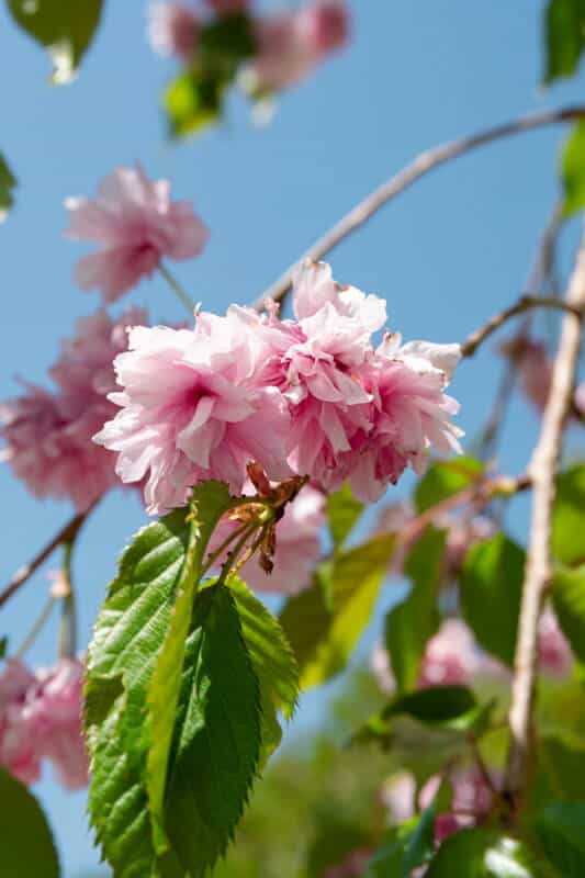 Tbilisi in Spring - 18 Fun Spring Activities & Events