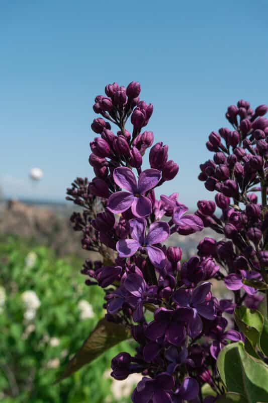 Tbilisi in Spring - 18 Fun Spring Activities & Events