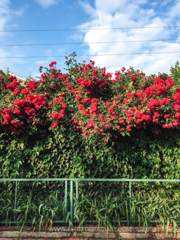 26 Ways to Enjoy Tbilisi in Spring Like a Local in 2025