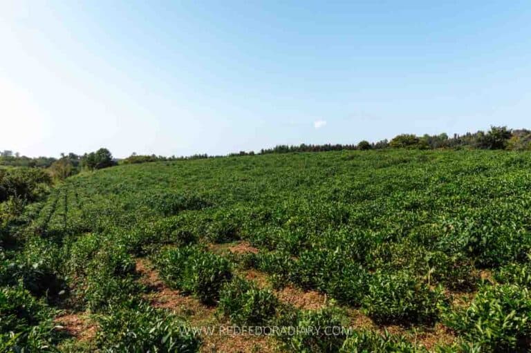 Georgian Tea: A Forgotten Treasure in the World of Teas