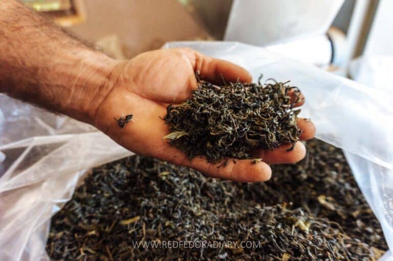 Georgian Tea: A Forgotten Treasure in the World of Teas