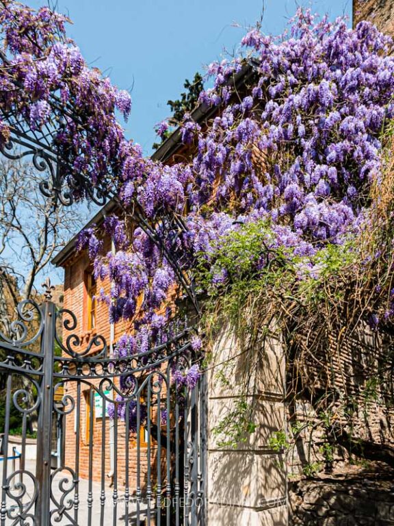 26 Ways to Enjoy Tbilisi in Spring Like a Local in 2025