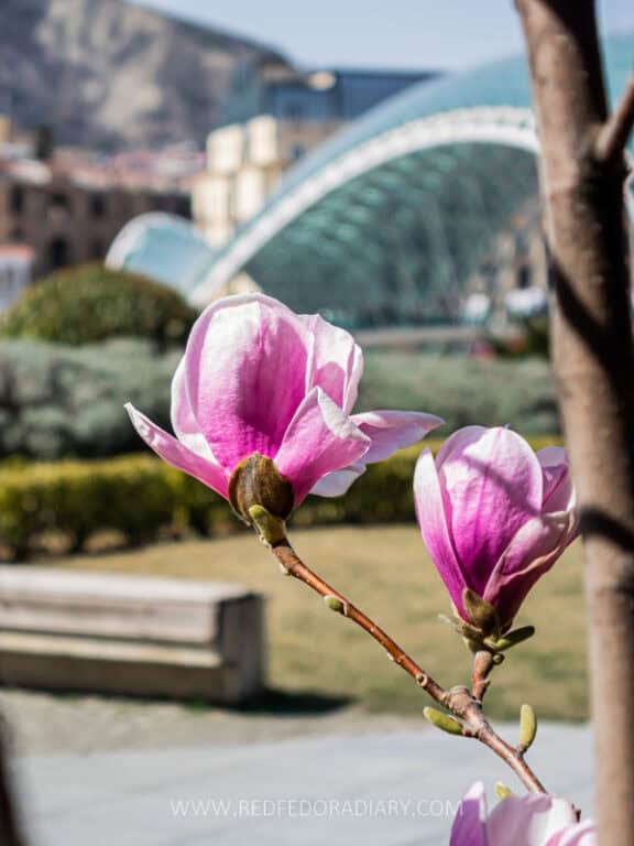26 Ways to Enjoy Tbilisi in Spring Like a Local in 2025